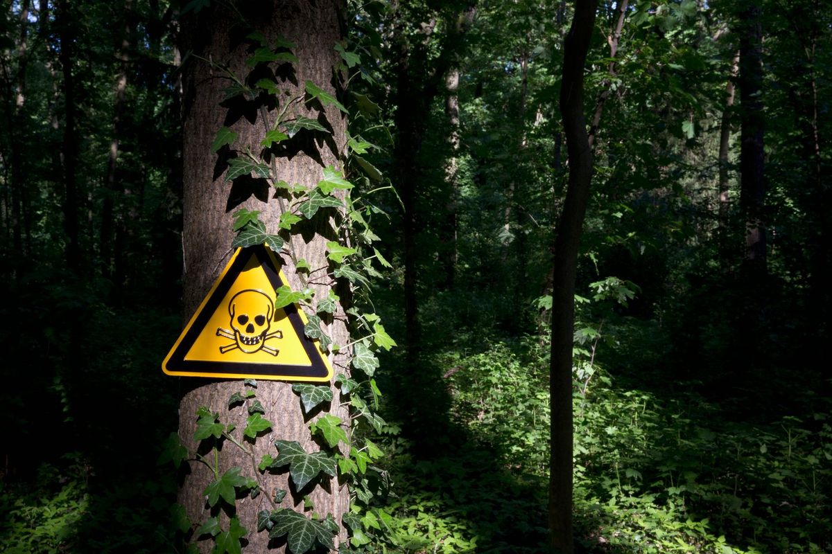 The ‘world’s deadliest food’ that proves fatal if cooked improperly