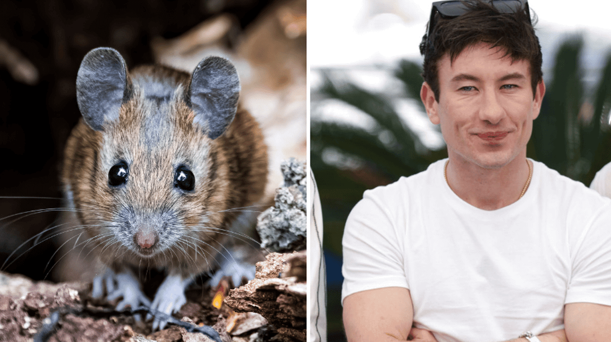 What the new ‘rodent men’ dating trend actually is as Hollywood stars ...