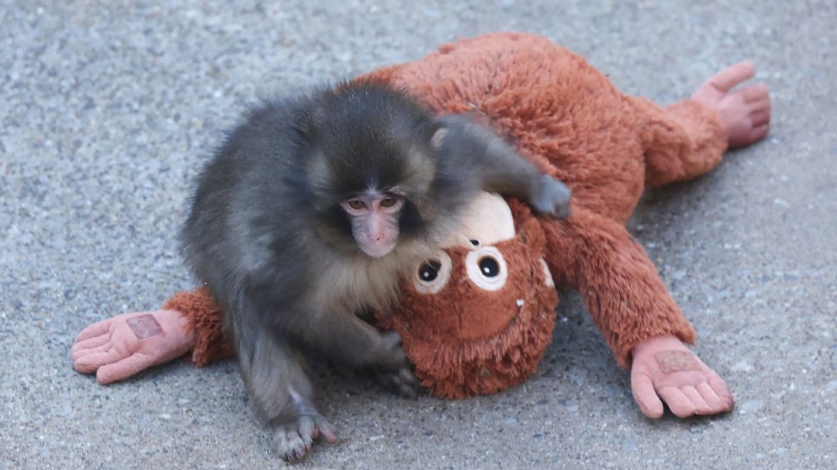 Heartbreaking Story Behind Punch The Baby Monkey That Has Left Everyone