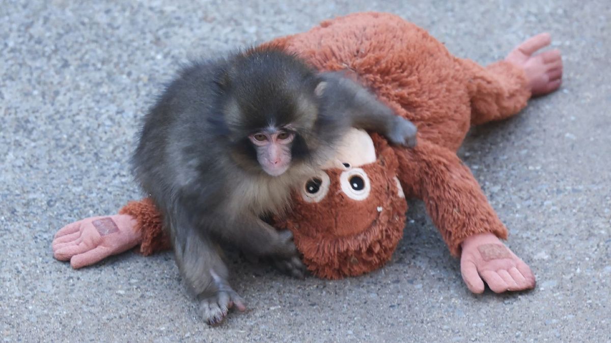 Punch the monkey ‘bullying’ complaints addressed by zoo in new statement