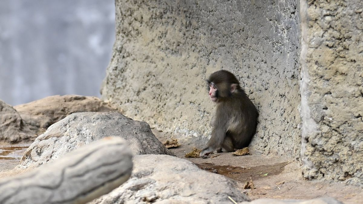 PETA highlights sad reality behind Punch the monkey