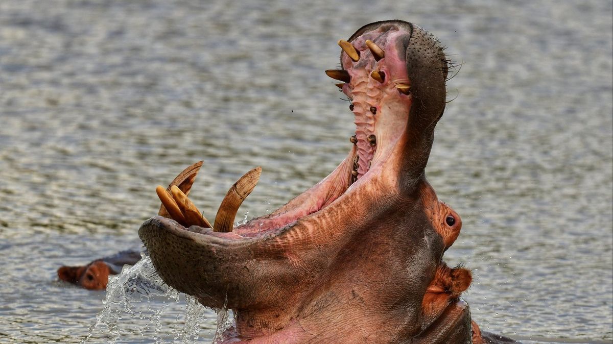 Pablo Escobar’s ‘cocaine hippos’ at risk of euthanasia could be saved ...
