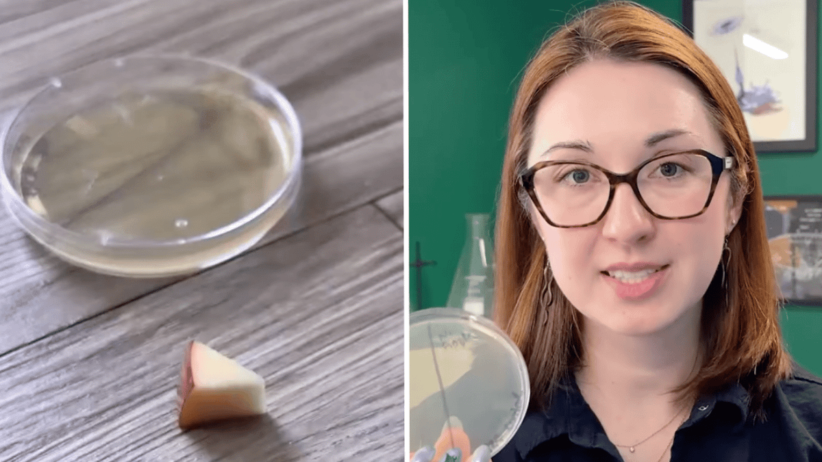 Scientist puts 'five-second rule' to the test and the results are ...