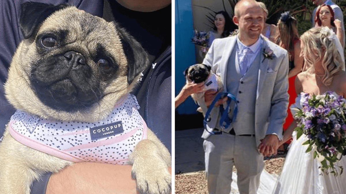 Bride Devastated As Beloved Pug Dies After Being Left In Van As She ...