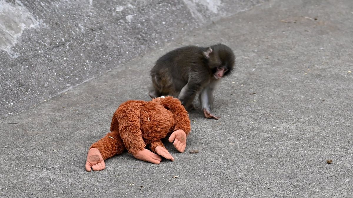 Punch the monkey outgrowing his teddy, zoo officials reveal