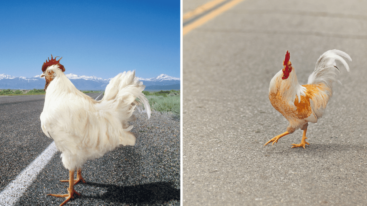 People only just realising dark meaning behind ‘why did the chicken ...