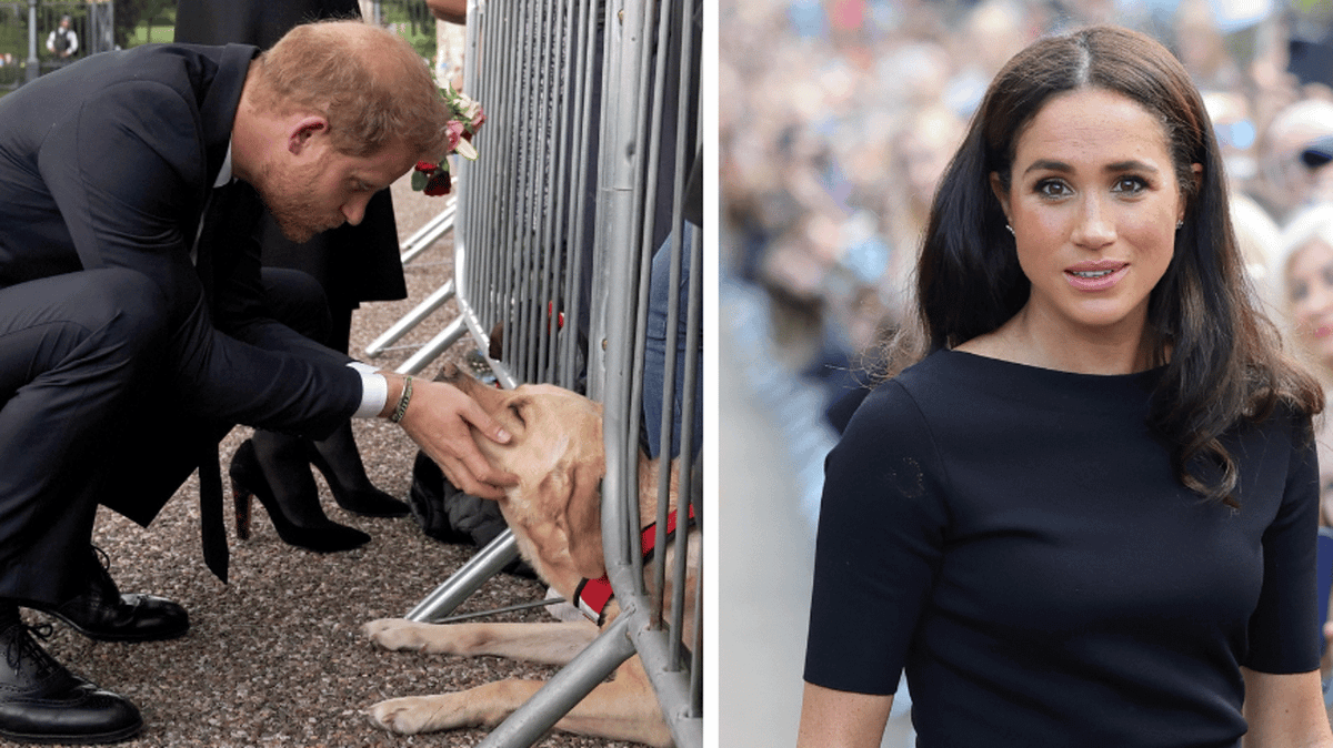 Labrador 'comforted' Prince Harry and Meghan as they met well-wishers ...