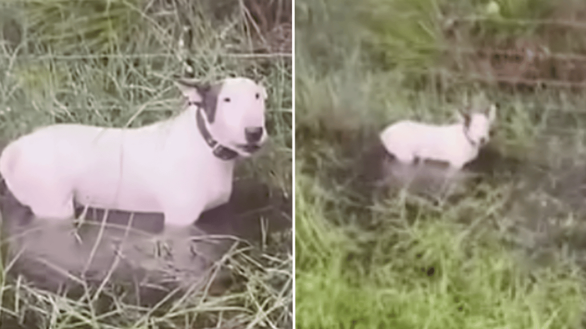 Heartbreaking video of dog tied to pole during Hurricane Milton prompts ...