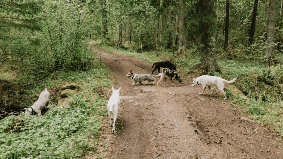Truth behind viral video of seven dogs ‘escaping captor’ as owner ...