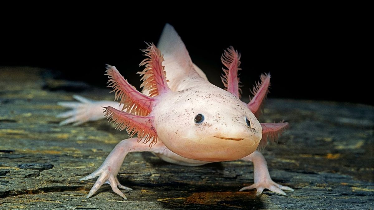 Bizarre ‘never-aging’ animal could hold key to human limb regrowth