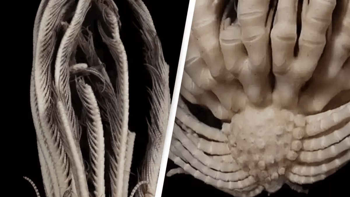 Frightening new species of 'sea monster' has 20 arms and looks like ...