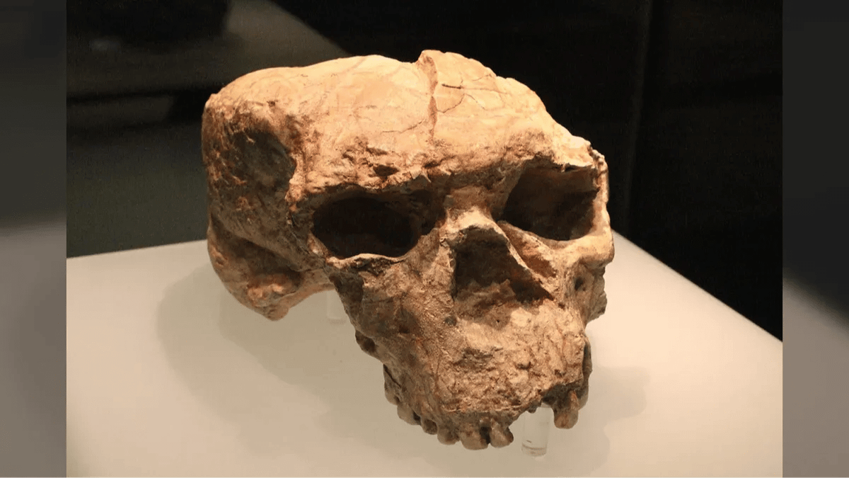 Million-year-old skull could rewrite entire timeline of human evolution ...