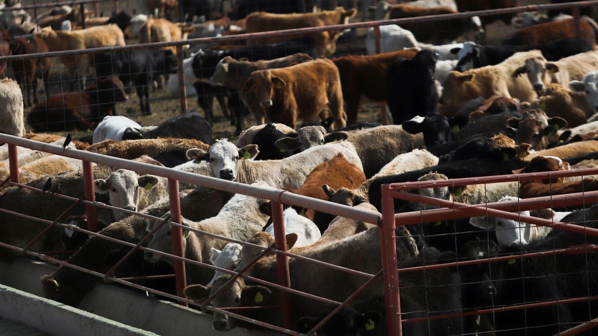 Flesh-eating parasite case detected in US as authorities take ...