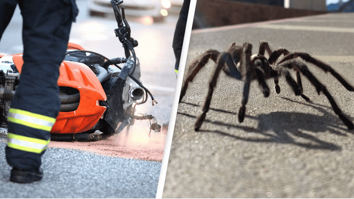 Motorcyclist hospitalized after car swerves to avoid tarantula that was ...