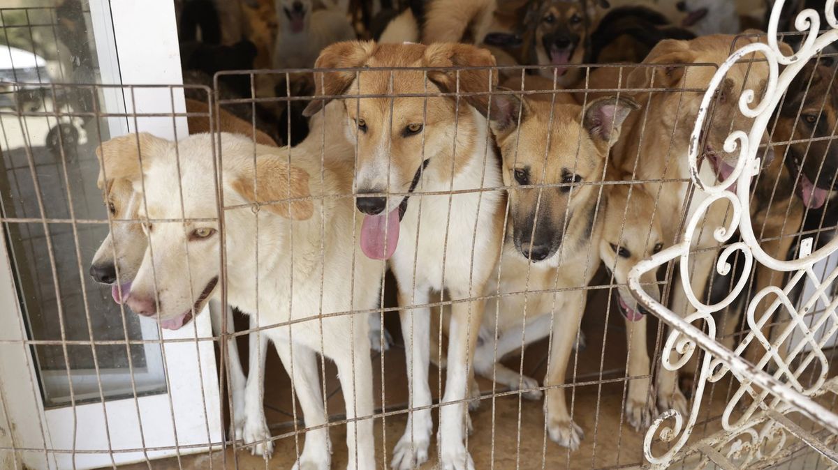 Activists issue severe warning claiming three millions dogs will be ...