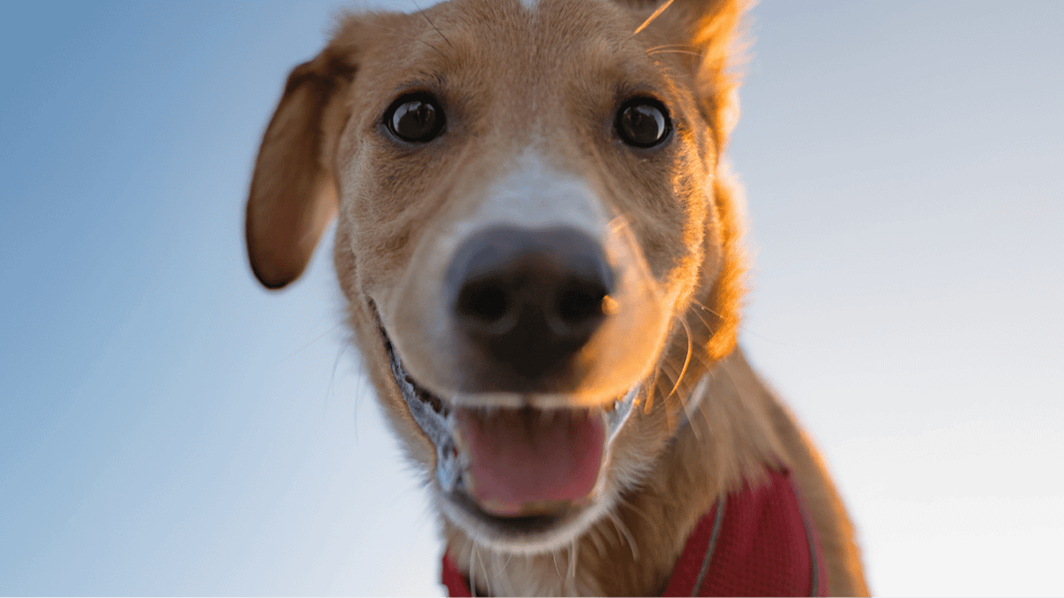 Everything we know about anti-aging pill for dogs as it gets FDA backing