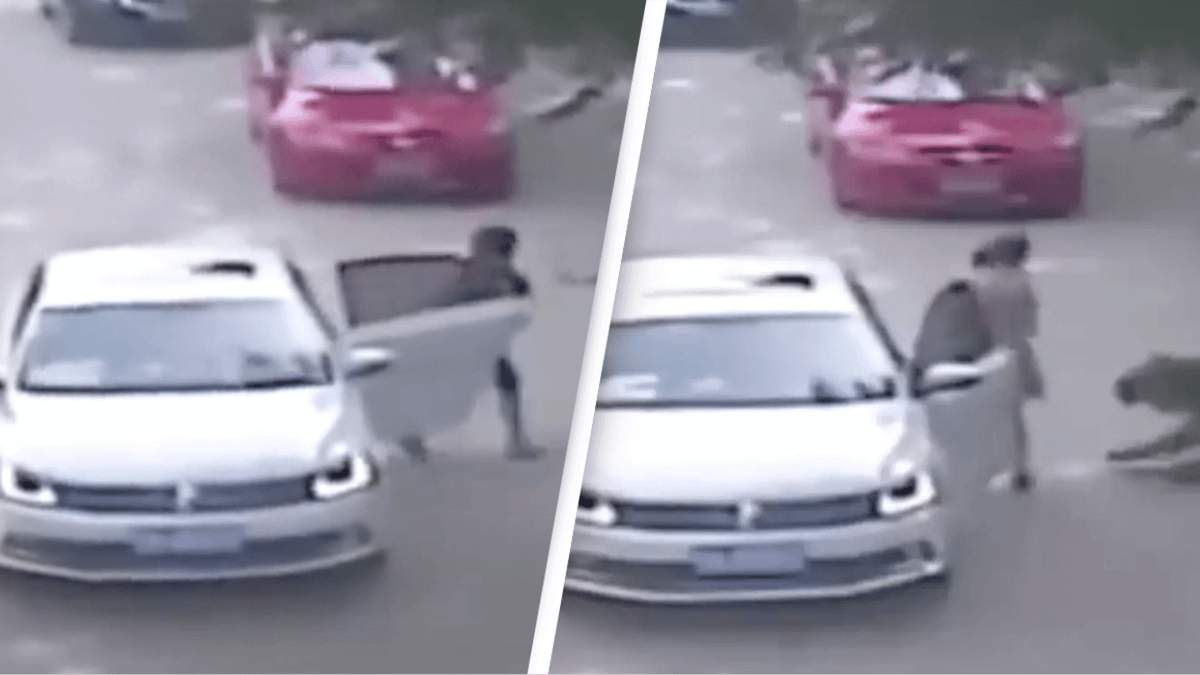 Horrifying last moments of mom eaten alive by tiger while trying to ...