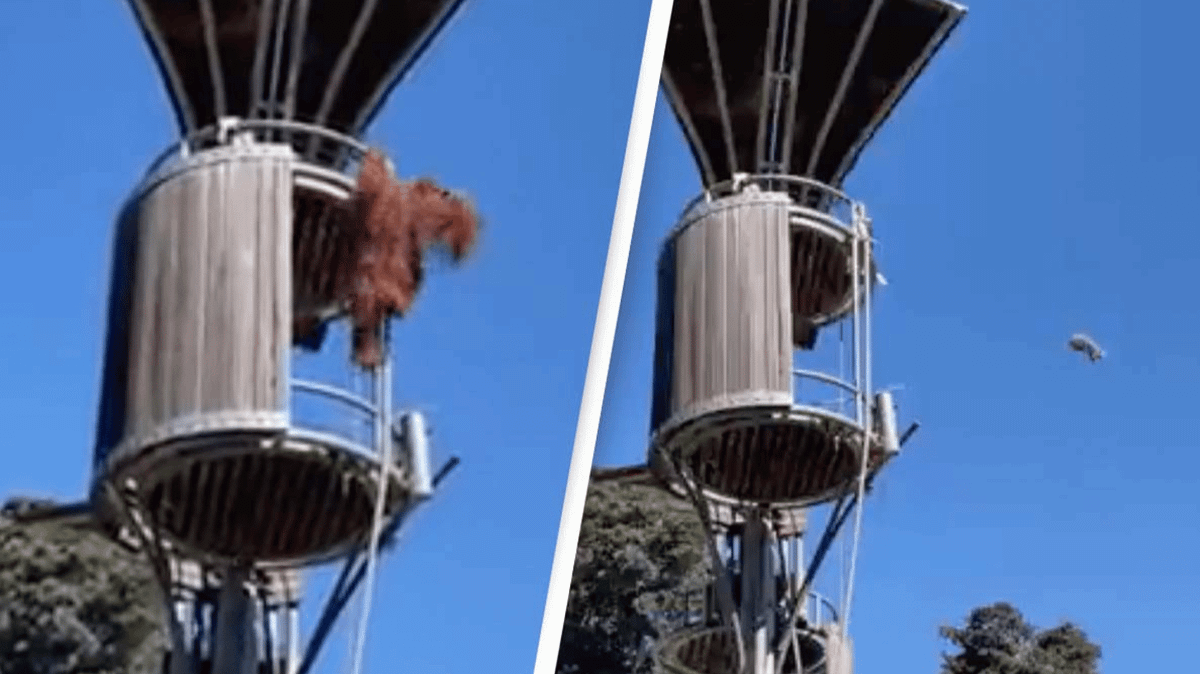 Zoo forced to apologize over its controversial response to orangutan ...