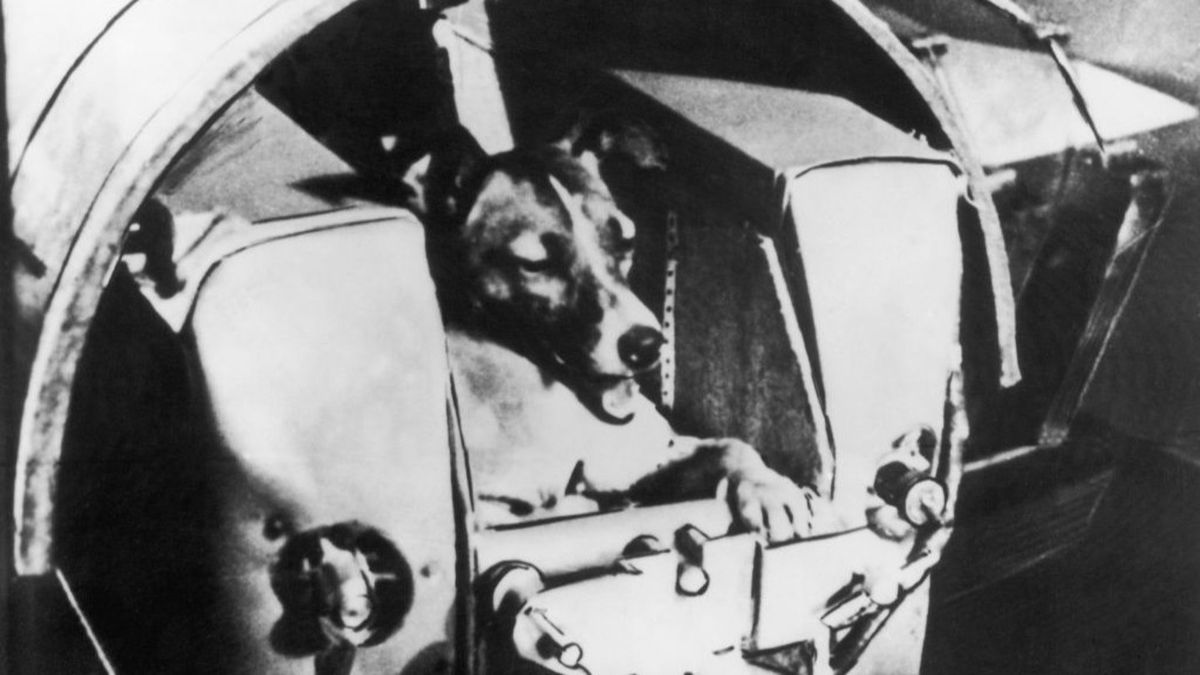 People are only just discovering what really happened to first dog sent ...