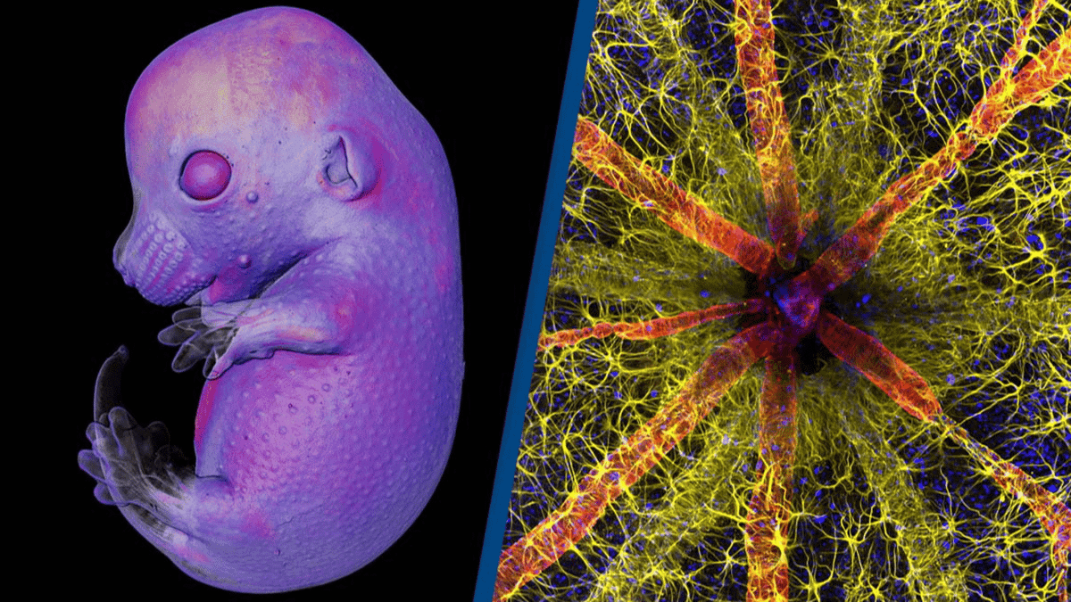 Stunning scientific photos of the year have been released and they’re ...
