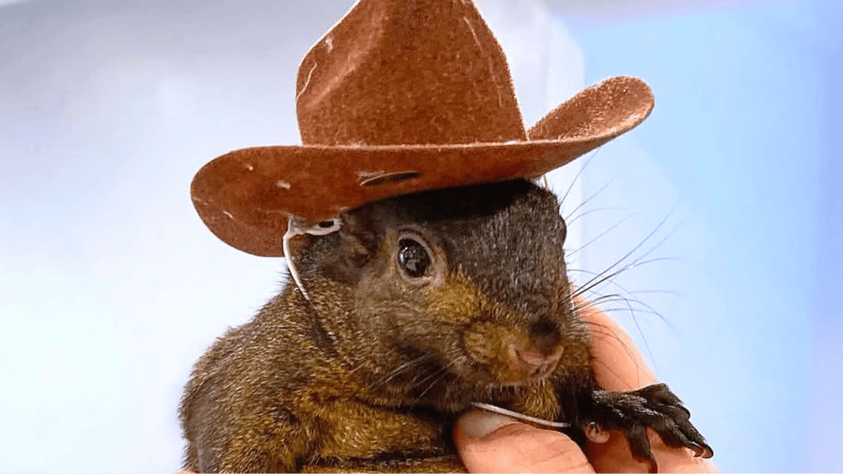 Reason NY could owe Peanut the Squirrel owners $10,000,000 after pet ...