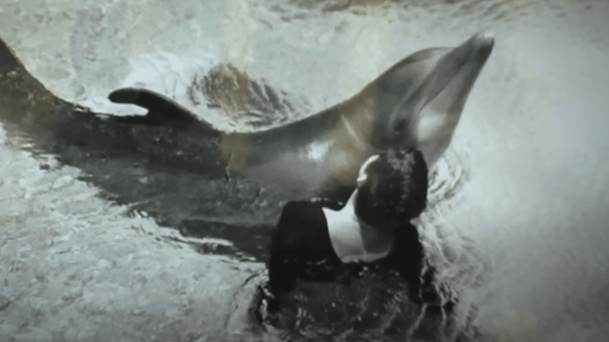 Trainer admitted to 'sexually relieving' dolphin who 'fell in love ...