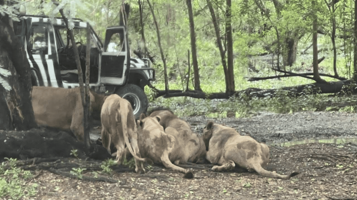 Zookeeper eaten alive by pack of lions in horrific attack in front of ...