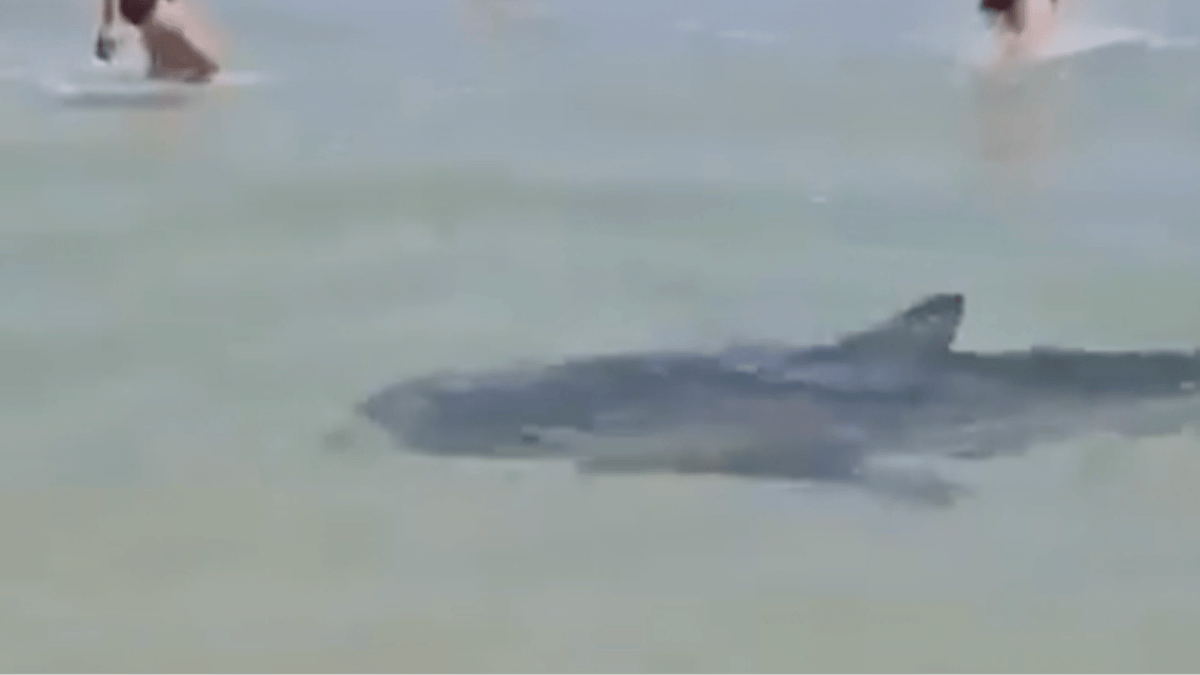 Authorities issue warning after man attacked by shark as chilling ...