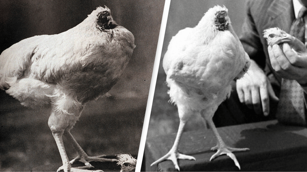 ‘Miracle’ headless chicken lived for 18 months despite being struck ...