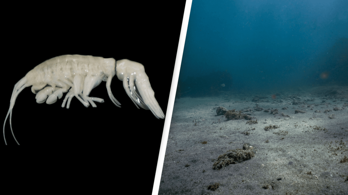 Scientists discover terrifying alien-like creature they've named ...