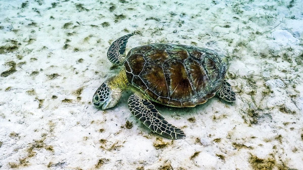 Scientist's gruesome discovery of 150 dead turtles serves as serious ...