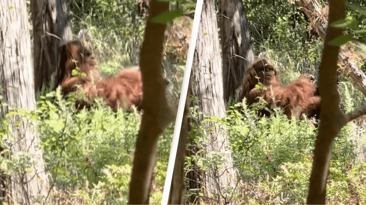'Clearest capture of Bigfoot ever' surfaces online and people are ...