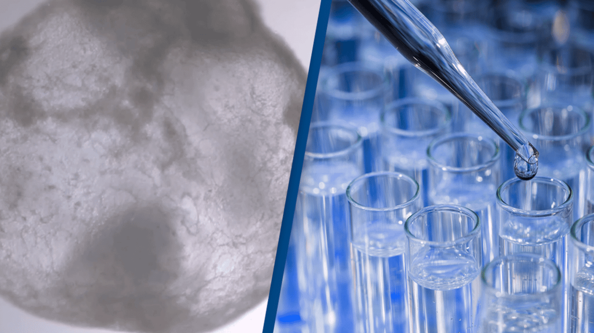 World's First 'Synthetic Embryos' Created By Scientists Without Need Of ...