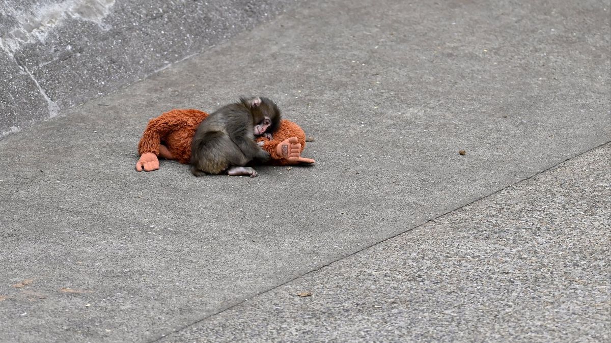 Scientists reveal tragic fate Punch the monkey could suffer as animals ...