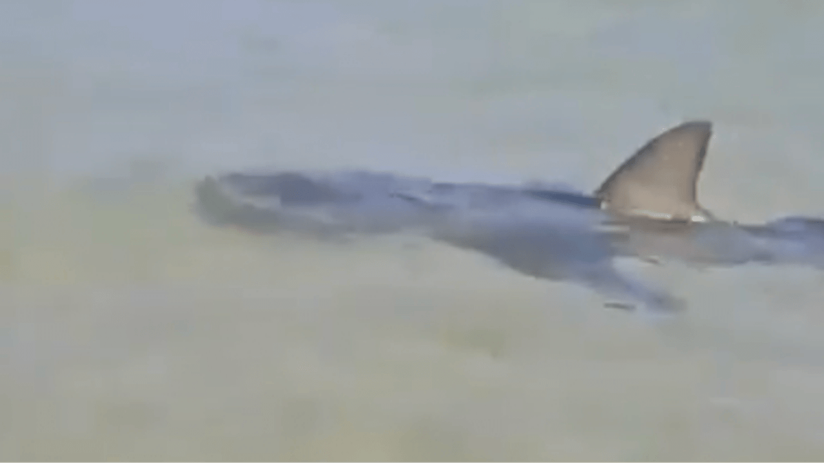 Scientists explain chilling reason why sharks were at the beach as ...