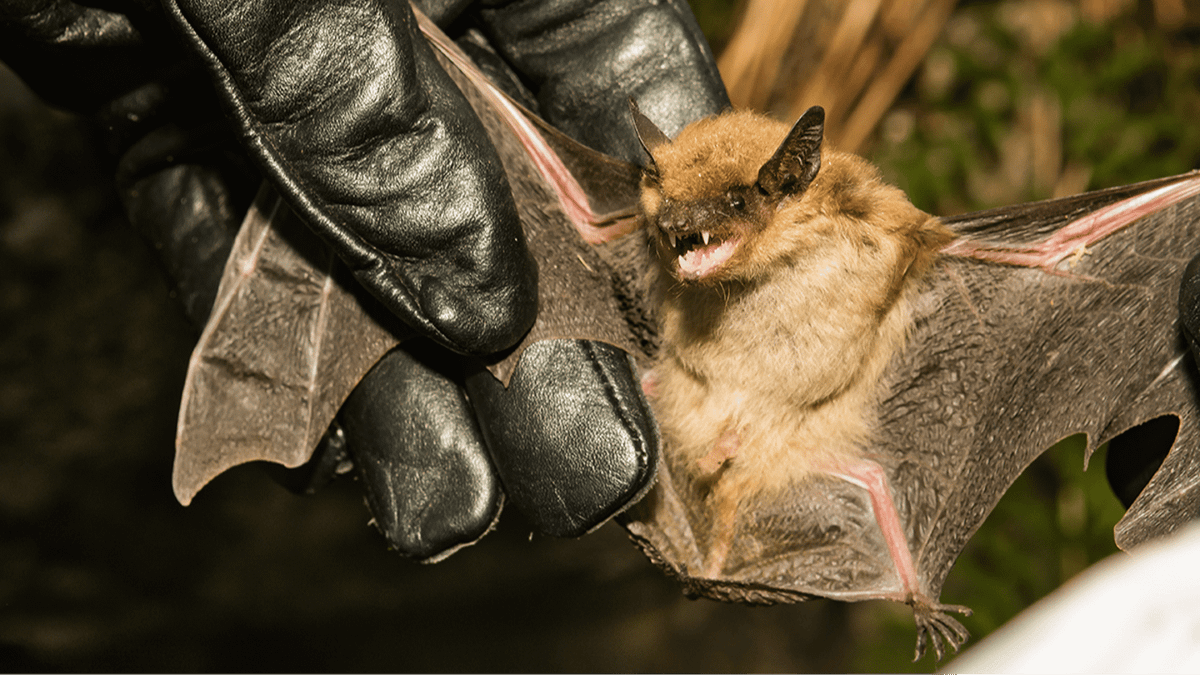 Experts issue urgent warning as 15 US rabies outbreaks are being ...