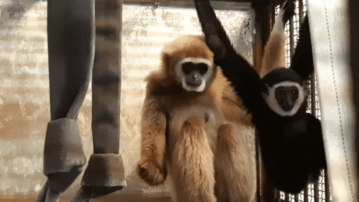Zookeepers solved mystery of female monkey who got pregnant while alone ...