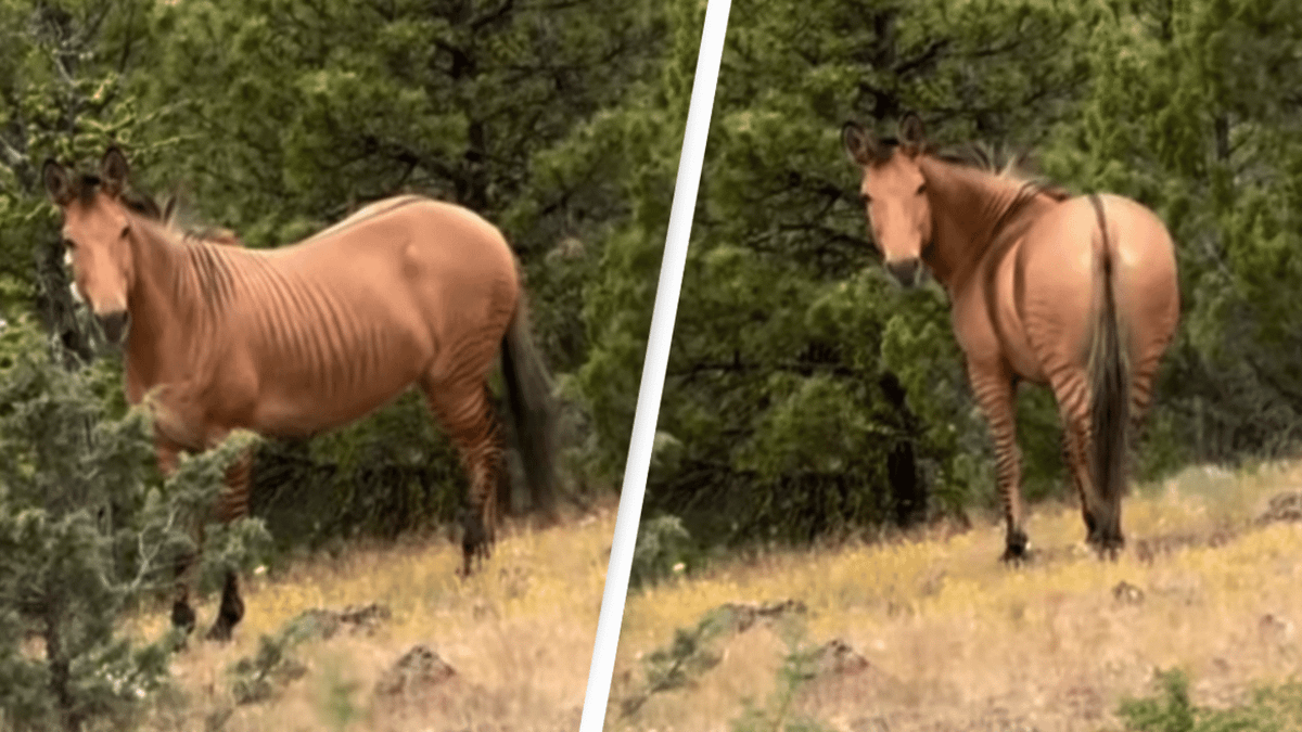 People are just discovering what a 'zorse' sounds like and it's blowing ...