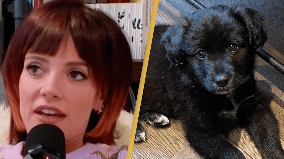 Lily Allen under fire for giving dog back to shelter after it ate one ...
