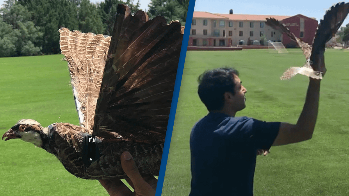 Scientists transform dead birds into drones that could be used for ...