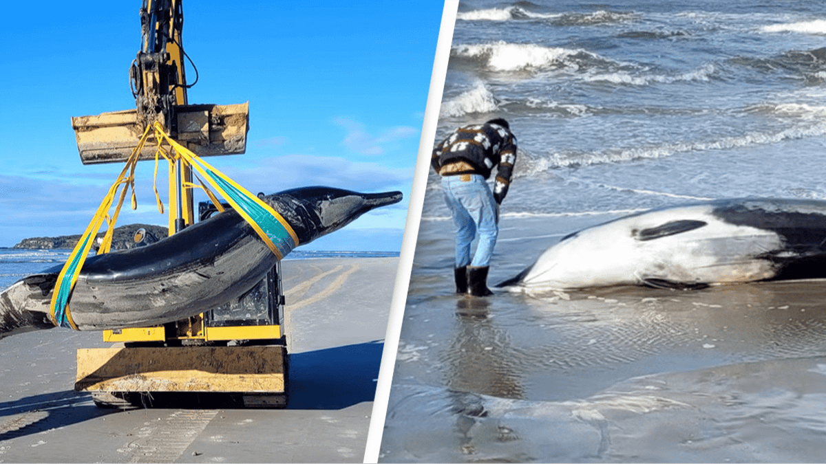 'World's rarest whale' washes up on beach and it's only the sixth ...