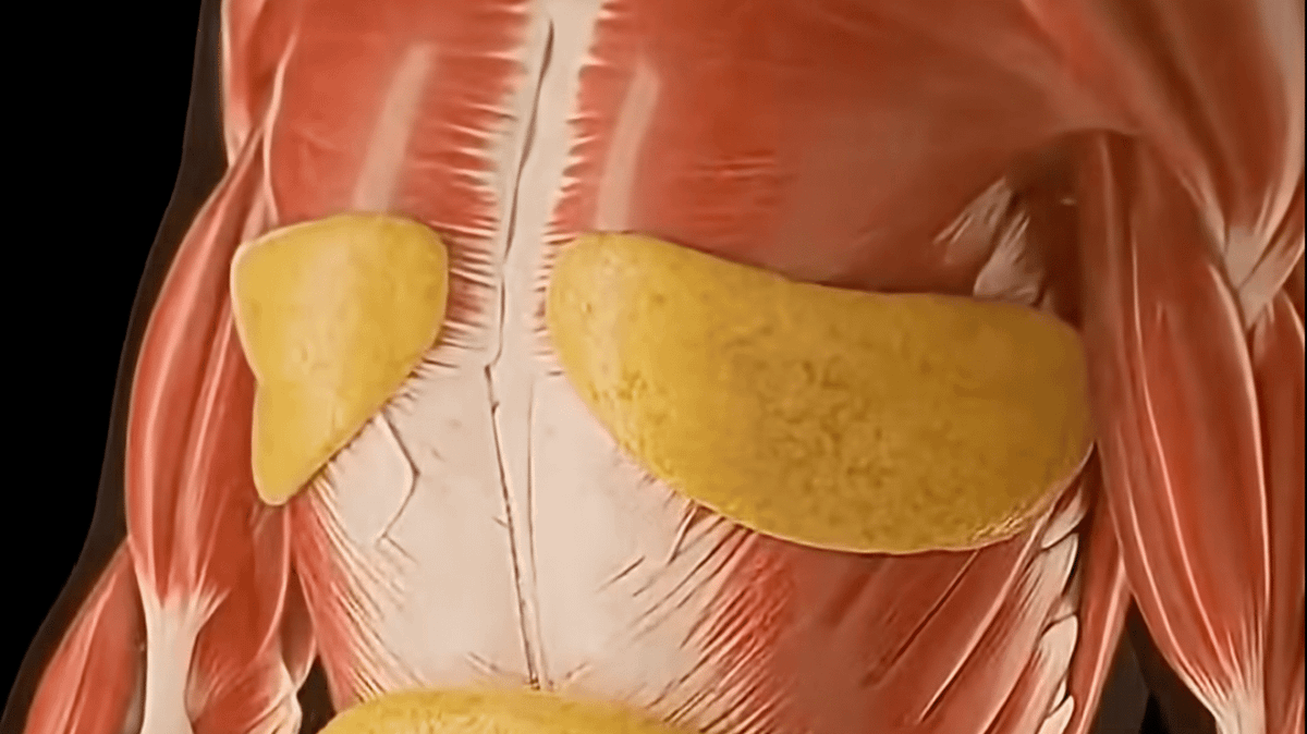 Seven days of fasting can trigger huge changes across the body ...