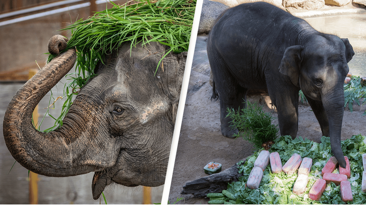 Mali, the 'world's saddest elephant', has died after living almost her ...