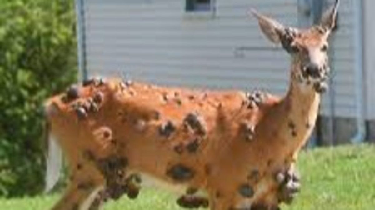 'Mutant deer' spotted with terrifying flesh bubbles as fears grow of ...
