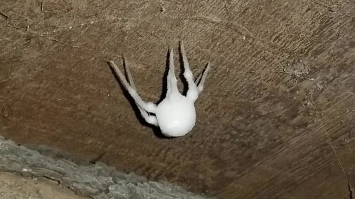 Infected 'zombie' spiders never seen before are invading US homes