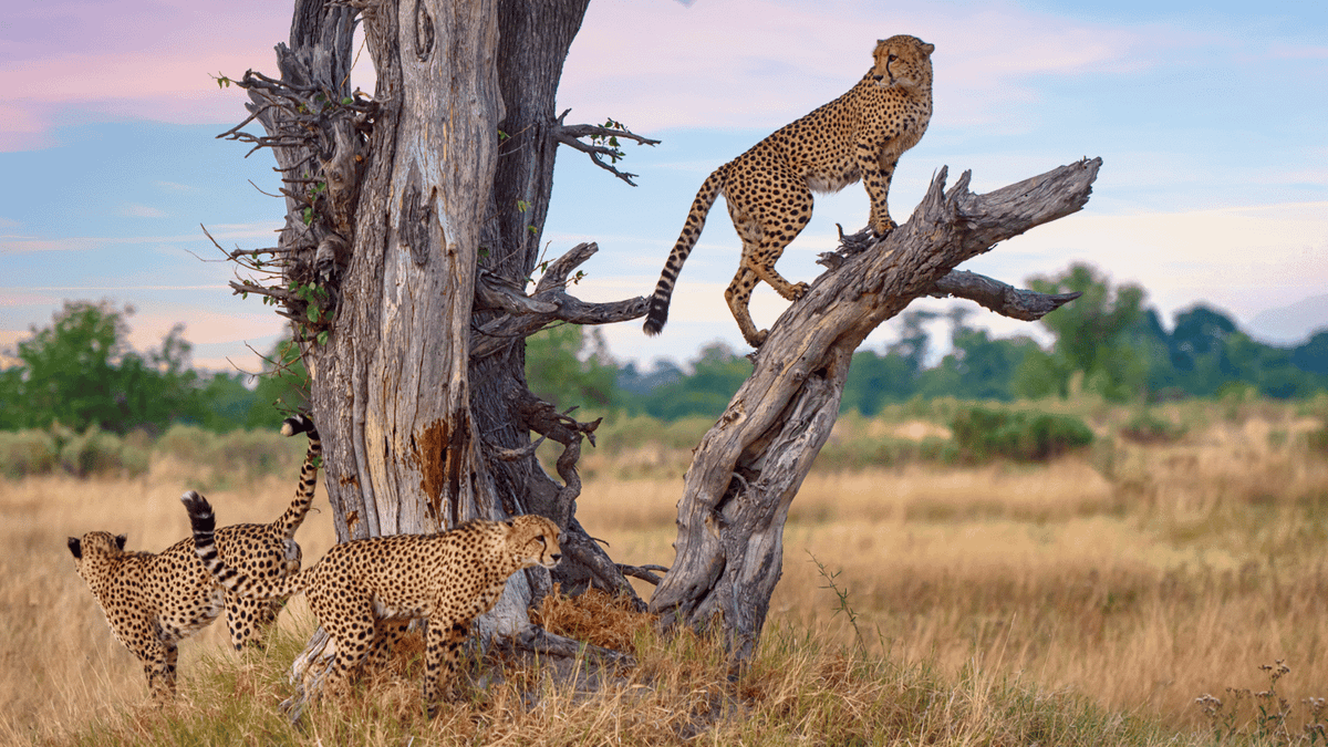 40 animals given new protection status as danger of extinction updated