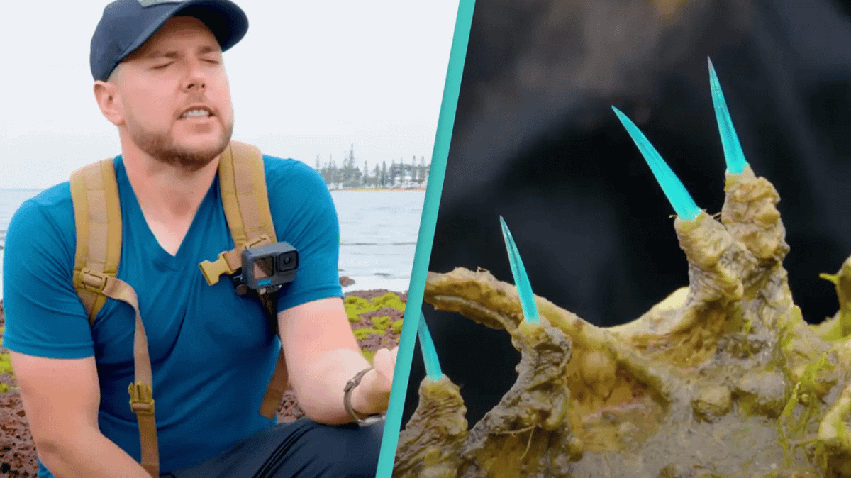 Man reveals what happens as he stings himself with 'most venomous fish ...