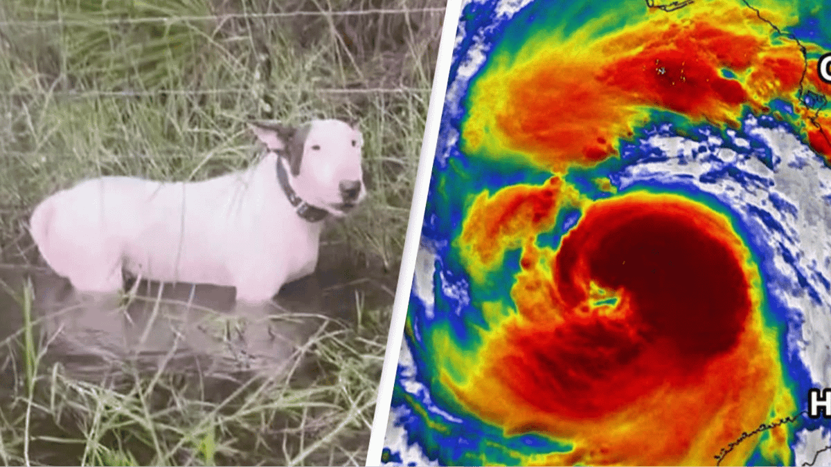 Heartbreaking footage of abandoned dog left tied to fence during ...