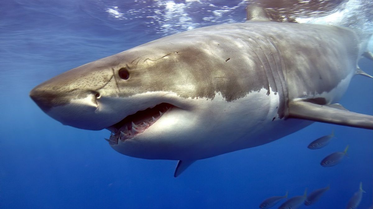 World's worst shark attack locations revealed and US hotspot tops list