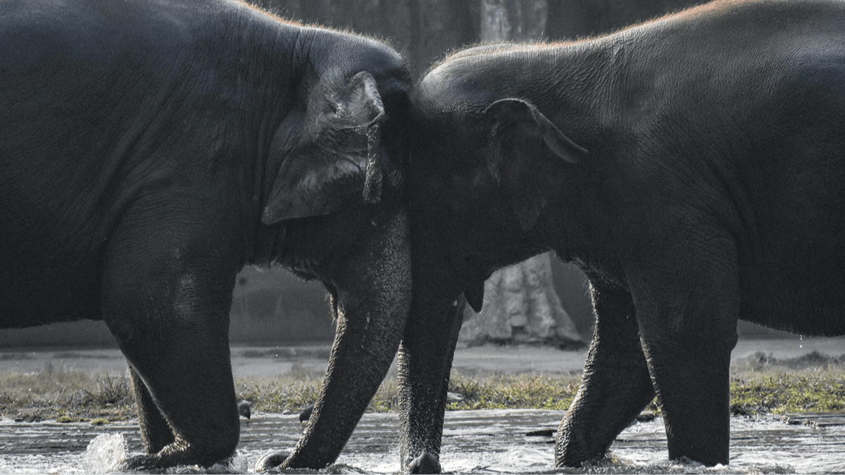 Rampaging elephant kills 22 and leaves residents sleeping on their ...